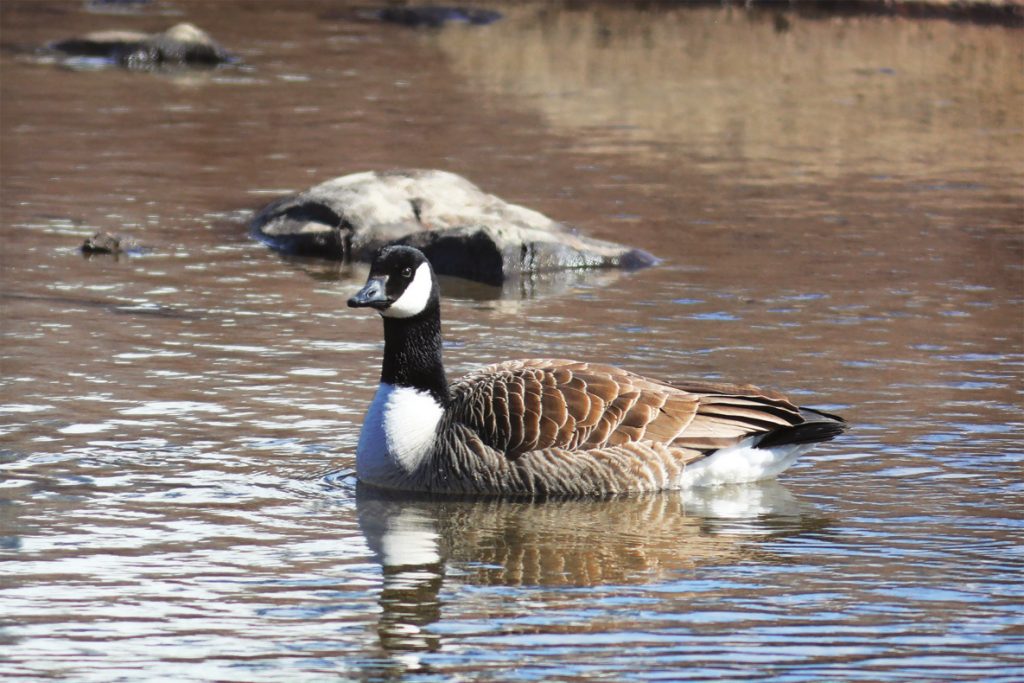 Le retour des bernaches - Journal le Trait d'Union du Nord